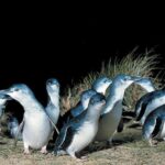 5 Days 4 Nights Melbourne Victoria Scenic Tour - Transportation and Group Size