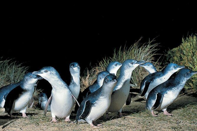 5 Days 4 Nights Melbourne Victoria Scenic Tour - Transportation and Group Size