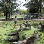 7 Wonders of Sydney South/CBD Luxury Private Tour - Practical Details and What it Means for You