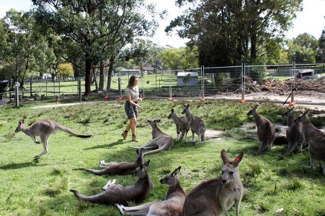 7 Wonders of Sydney South/CBD Luxury Private Tour - Practical Details and What it Means for You