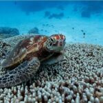 A Cook Islands Turtle Tour - small groups, premium experience - Who Will Enjoy This Tour?