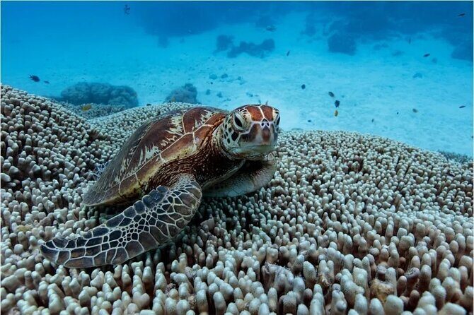 A Cook Islands Turtle Tour - small groups, premium experience - Who Will Enjoy This Tour?