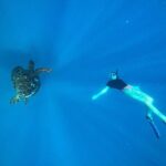 A Private TURTLE Tour on Rarotonga with Photography and Transfers - Pricing and Value Analysis