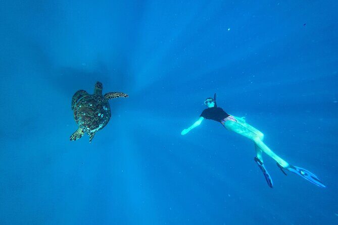 A Private TURTLE Tour on Rarotonga with Photography and Transfers - Pricing and Value Analysis