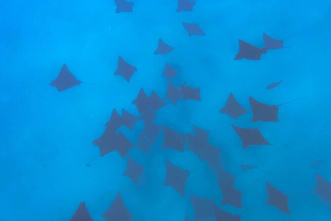 A Turtle Tour on Rarotonga - small groups, premium experience - Final Thoughts