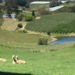 Adelaide Hills & Hahndorf Private Wine and Scenic Tour - Full Day - The Itinerary: Deep Dive into What to Expect