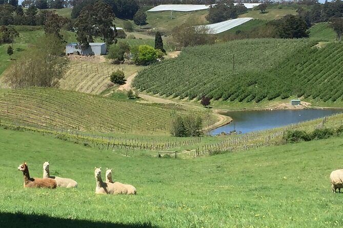Adelaide Hills & Hahndorf Private Wine and Scenic Tour - Full Day - The Itinerary: Deep Dive into What to Expect
