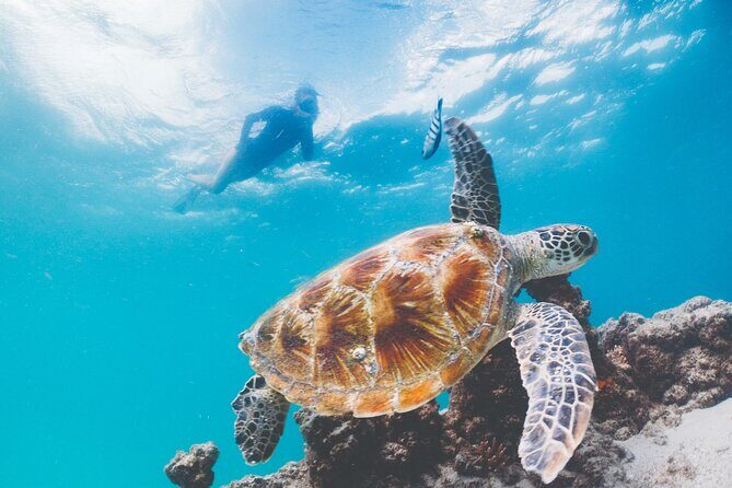 Adventure Moreton Island Scuba Dive Tour - Final Thoughts