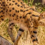 African Cat Experience at Werribee Open Range Zoo - excl. entry - Practical Tips for Visitors