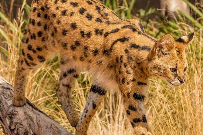 African Cat Experience at Werribee Open Range Zoo - excl. entry - Practical Tips for Visitors