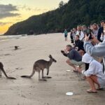 Airlie Beach: Kangaroos on the beach at dawn. - The Itinerary in Detail