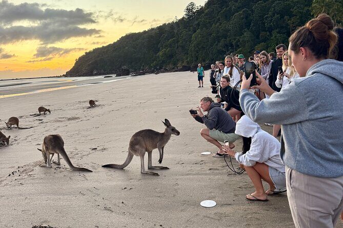 Airlie Beach: Kangaroos on the beach at dawn. - The Itinerary in Detail