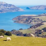 Akaroa & Giants House Garden tour ex Lyttelton (Shore Excursion) - Practical Details and Tips