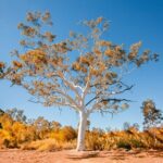 Alice Springs to Ross River Resort: A Self-Guided Outback Drive - Practical Details & What to Expect