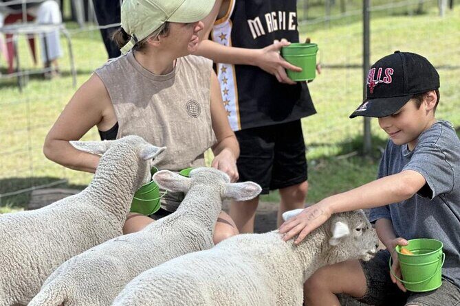 Alpaca Feeding with Wildlife and Nature Park Visit Private Tour - Transportation and Convenience