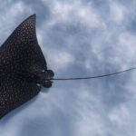 An Eagle Ray and Turtle Tour-Small Groups & Photography Included - Photography: The Unexpected Bonus