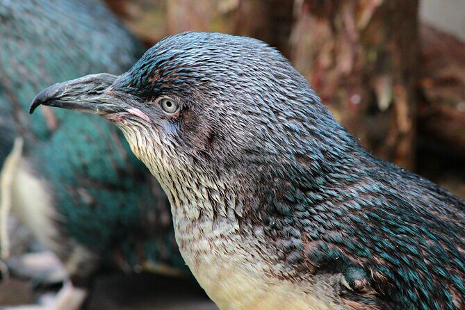 Animals of Aotearoa Wellington Zoo Tour - Why This Tour Is Worth Considering