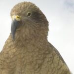 Arthurs Pass and Southern Alps Day Excursion from Port Lyttelton or Christchurch - Exploring the Itinerary in Detail