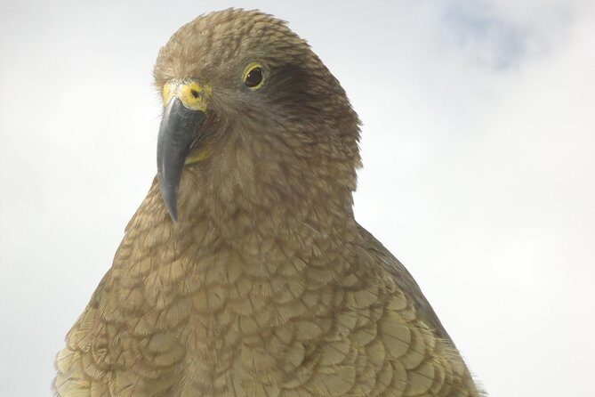 Arthurs Pass and Southern Alps Day Excursion from Port Lyttelton or Christchurch - Exploring the Itinerary in Detail