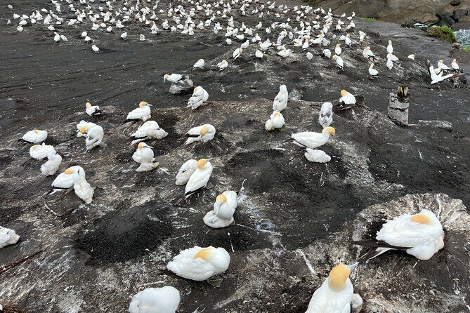 Auckland City and West Coast Black Sand Beach Full Day Tour - Summing Up: Who Is This Tour Best For?