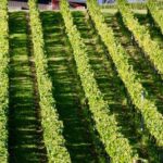 Auckland Region | Island Hopper Package Tour (2 Guests Minimum) - Practical Tips for Your Trip