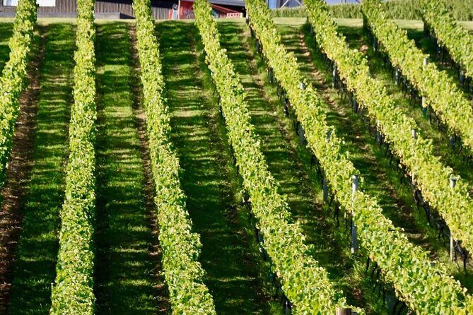 Auckland Region | Island Hopper Package Tour (2 Guests Minimum) - Practical Tips for Your Trip