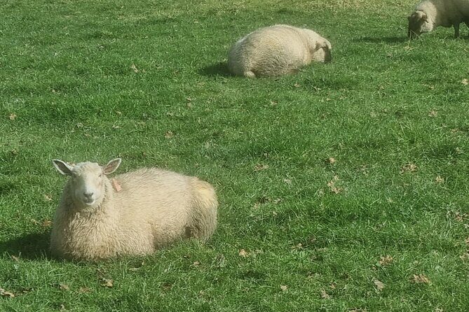 Auckland Town and Country Delights Tour - Why This Tour Works