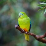 Australian Experience at Werribee Open Range Zoo - excl. entry - The Guide and Group Experience