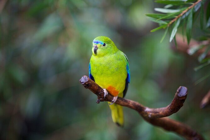 Australian Experience at Werribee Open Range Zoo - excl. entry - The Guide and Group Experience