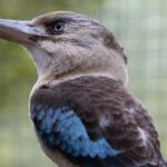 Australian Wildlife Tour at Melbourne Zoo Ticket - excl. entry - What is the Australian Wildlife Tour at Melbourne Zoo?