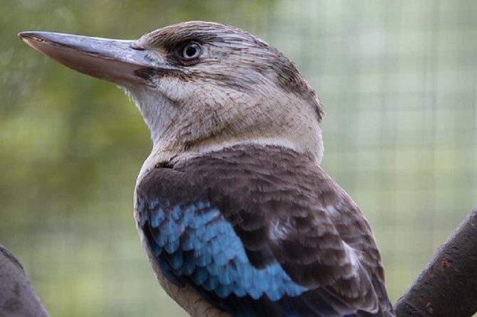 Australian Wildlife Tour at Melbourne Zoo Ticket - excl. entry - What is the Australian Wildlife Tour at Melbourne Zoo?