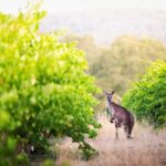 Barossa Small Group Wine Tours with Wine Tasting and Lunch - The Sum Up