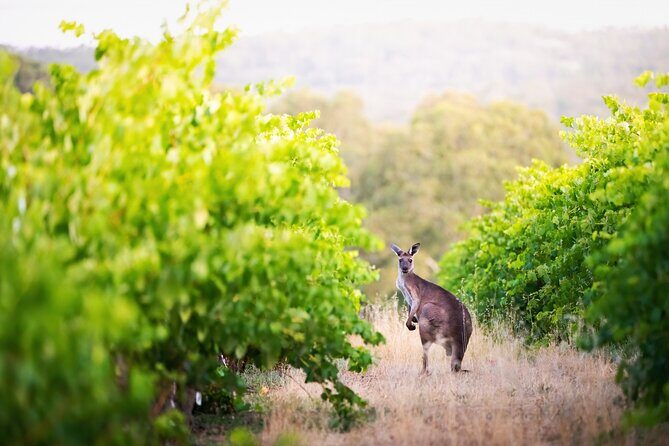 Barossa Small Group Wine Tours with Wine Tasting and Lunch - The Sum Up