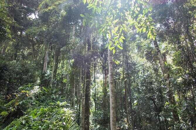 Bellthorpe Rainforest Private Tour - Final Thoughts: Who Will Love This Tour?