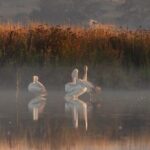 Bird watching and photography around Bathurst, Australia - The Experience: Pros and Cons