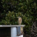 Bird Watching Kayak Tour - Who Will Love This Tour?