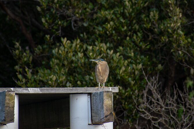 Bird Watching Kayak Tour - Who Will Love This Tour?