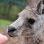 Blue Mountains Big Day Out - Private Tour - Final Thoughts: Is It Worth It?