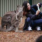 Blue Mountains Exclusive Private Tour - An In-Depth Look at the Blue Mountains Private Tour