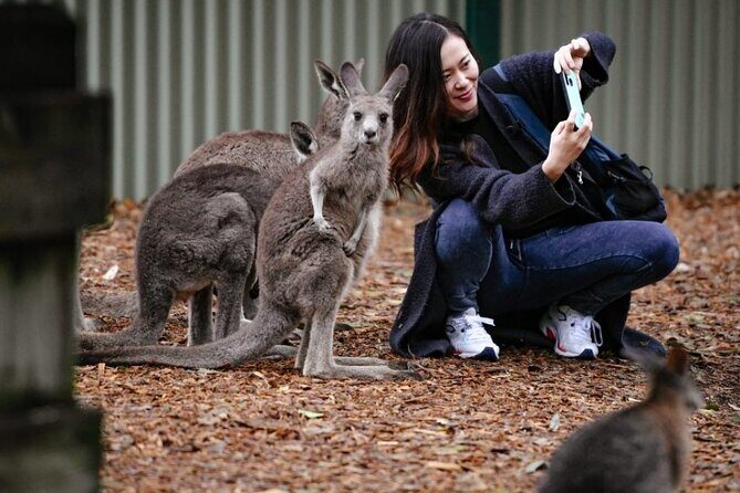 Blue Mountains Exclusive Private Tour - An In-Depth Look at the Blue Mountains Private Tour