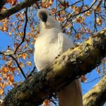 Blue Mountains Private Group Day Tour from Sydney - Why This Tour Offers Great Value