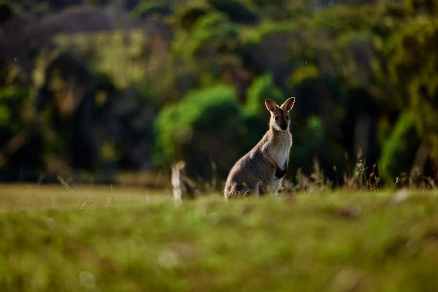 Brisbane: Sirromet Winery Tour with Tasting & 2-Course Lunch - The Wine Tasting Experience