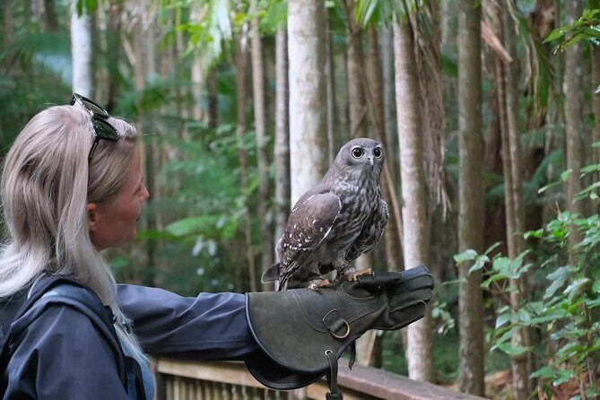 Buderim Forest Flight Owl Encounter and Tour - What Makes This Tour Special?