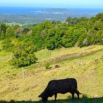Byron Bay and Bangalow from Gold Coast - Exploring the Itinerary in Detail