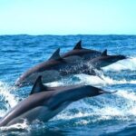 Byron Bay Dolphin Tour - Ocean Safari - An In-Depth Look at the Byron Bay Dolphin Tour
