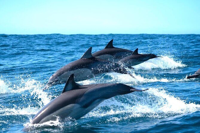 Byron Bay Dolphin Tour - Ocean Safari - An In-Depth Look at the Byron Bay Dolphin Tour