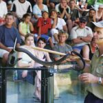 Cairns: Hartley's Crocodile Adventures Visit with Transfer - The Itinerary Breakdown: What to Expect