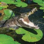 Cairns Shore Excursion: Crocodile & Wildlife Park Tour - Detailed Review of the Crocodile & Wildlife Park Tour