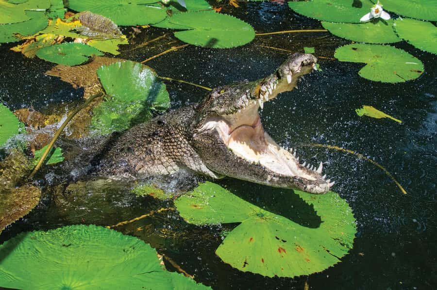 Cairns Shore Excursion: Crocodile & Wildlife Park Tour - Detailed Review of the Crocodile & Wildlife Park Tour