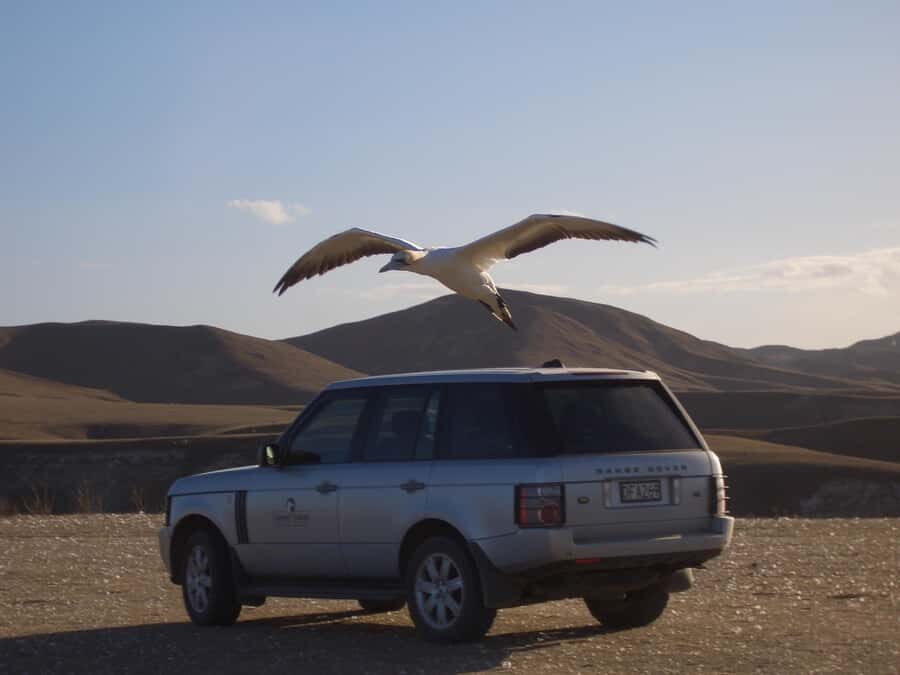Cape Kidnappers Gannet Colony Private Tour - The Experience and Itinerary